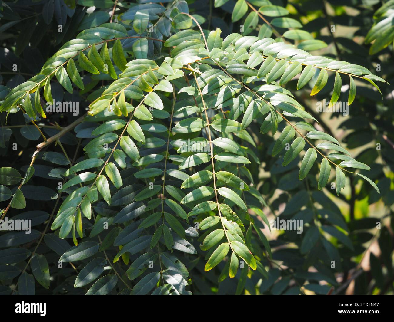 Kassod Tree (Senna siamea Stock Photo - Alamy