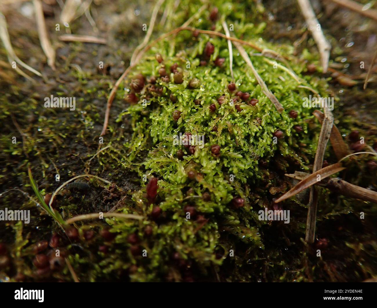 Red Flapwort (Jungermannia rubra Stock Photo - Alamy