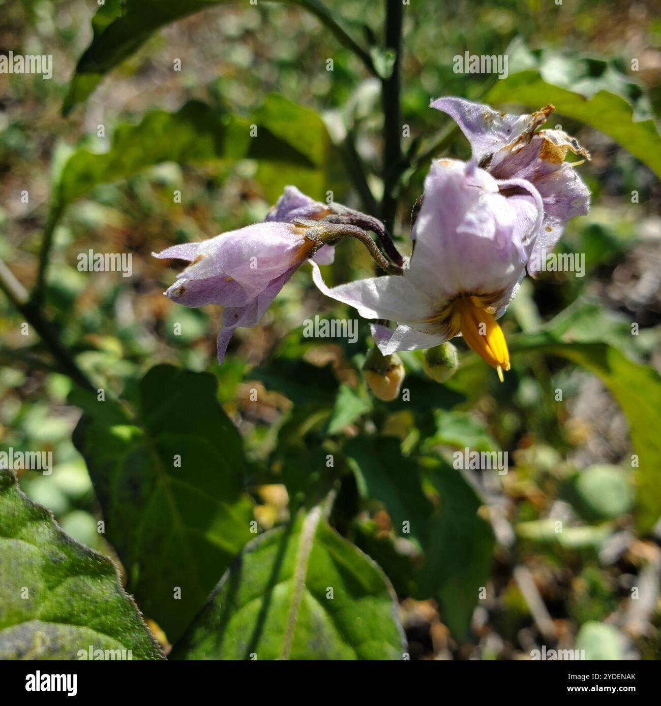 greenspot nightshade (Solanum douglasii Stock Photo - Alamy