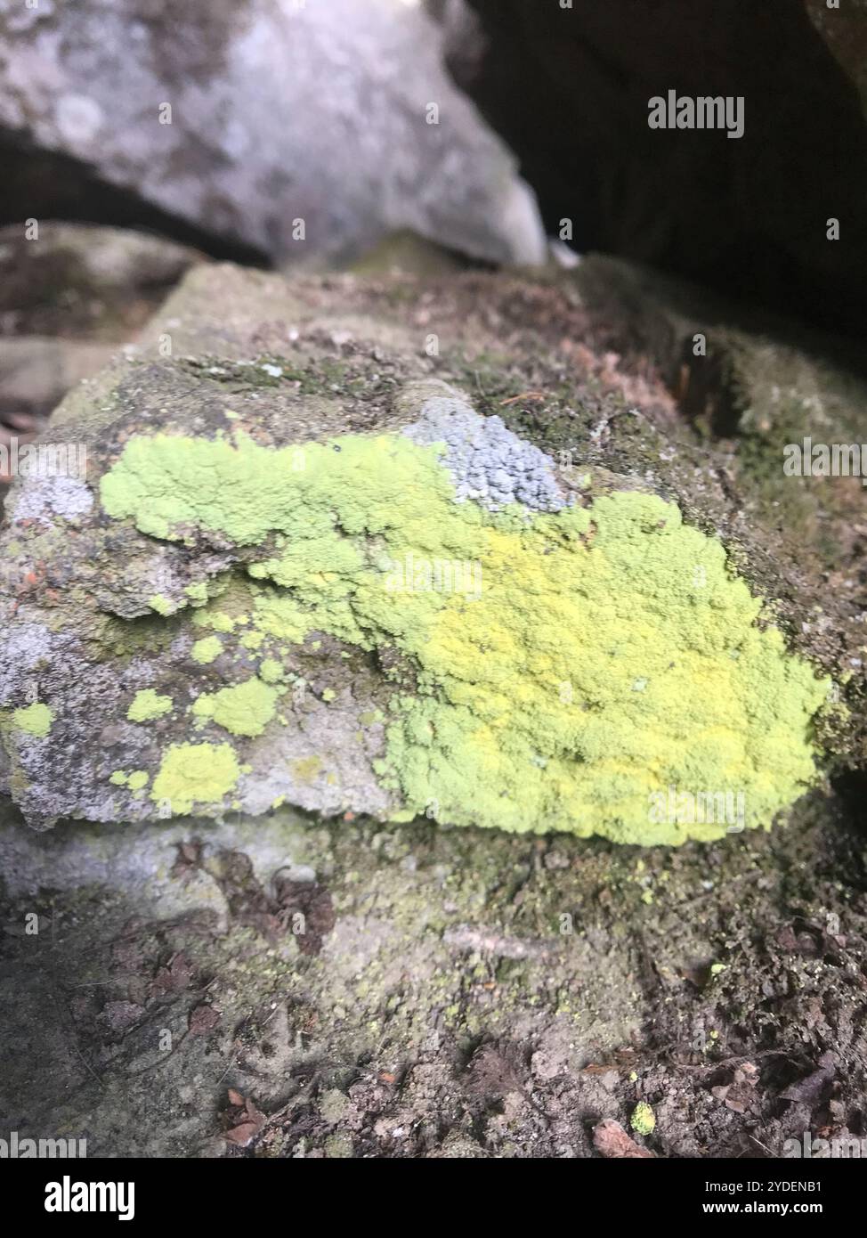 gold dust lichen (Chrysothrix candelaris Stock Photo - Alamy