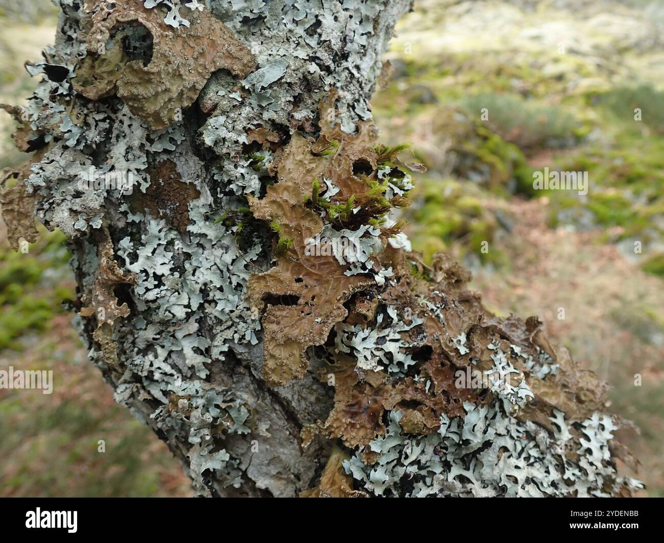 Tree Lungwort (Lobaria pulmonaria Stock Photo - Alamy