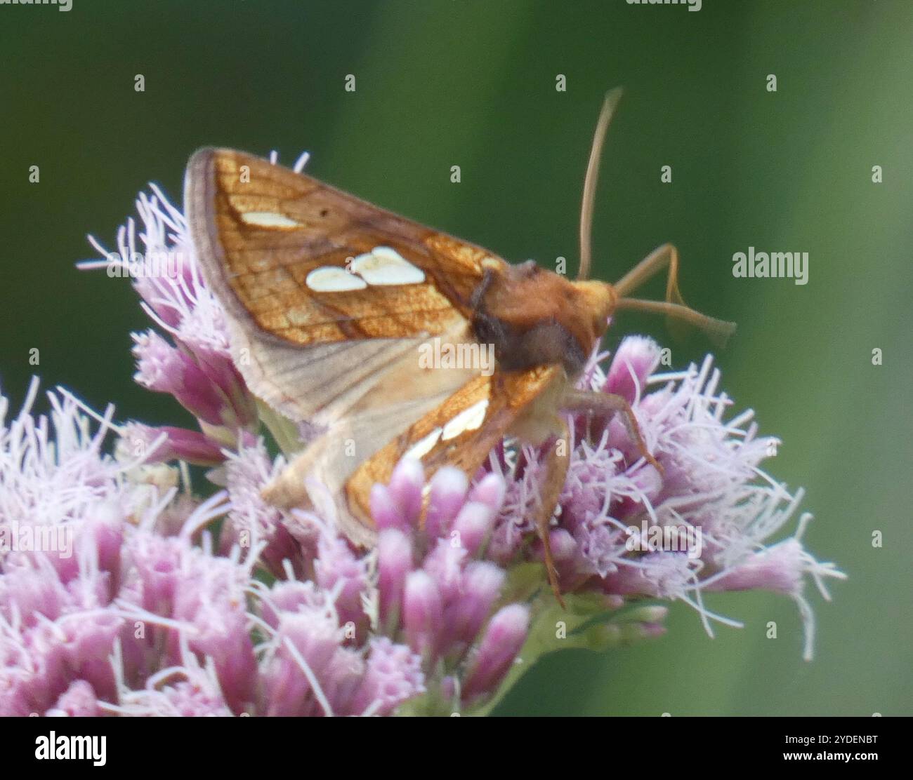 Gold Spot (Plusia festucae Stock Photo - Alamy