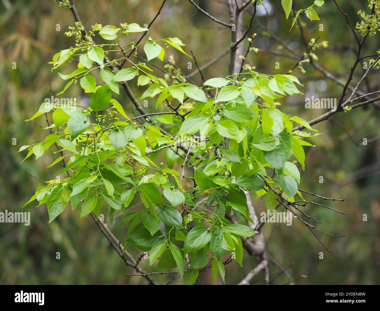 Chinese Hackberry (Celtis sinensis Stock Photo - Alamy
