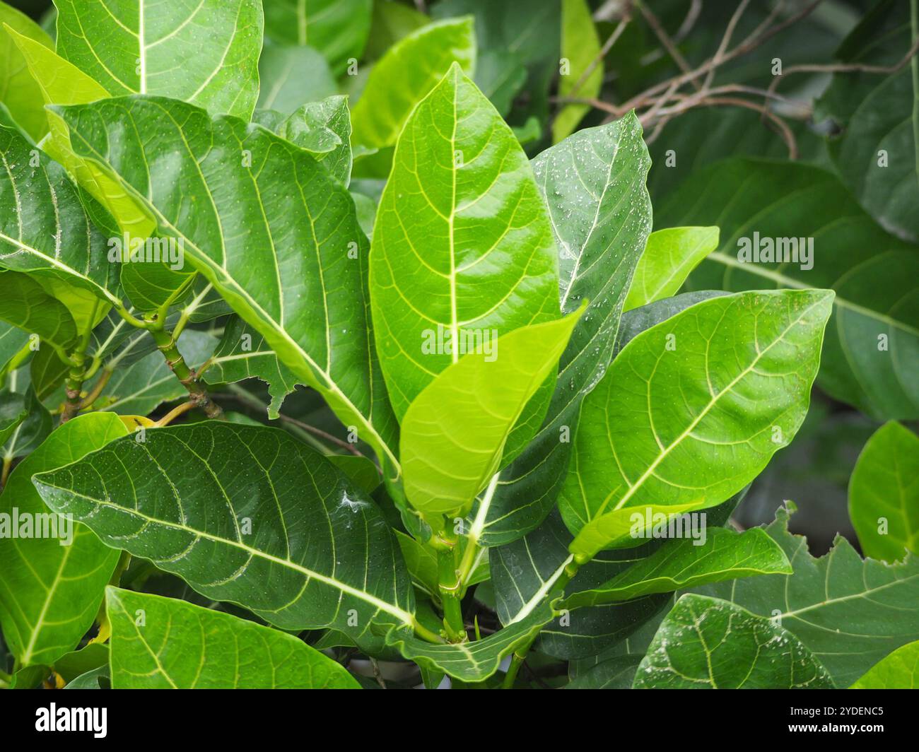 Hauili fig tree (Ficus septica Stock Photo - Alamy