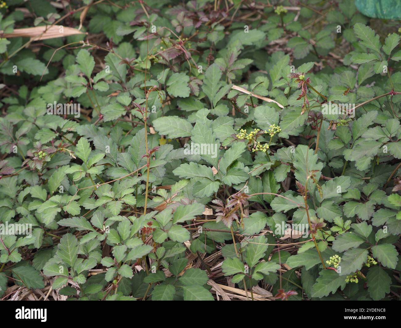 Bushkiller (Causonis japonica Stock Photo - Alamy
