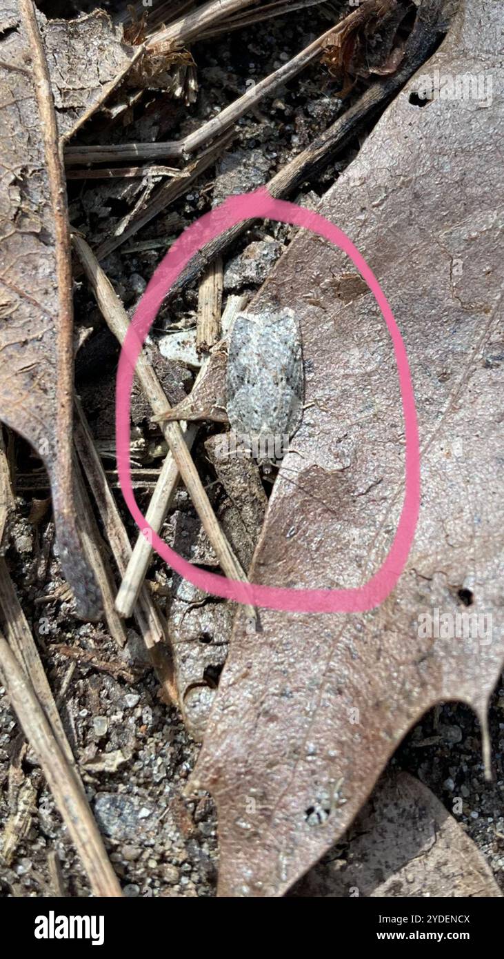 Canadian Agonopterix Moth (Agonopterix canadensis Stock Photo - Alamy