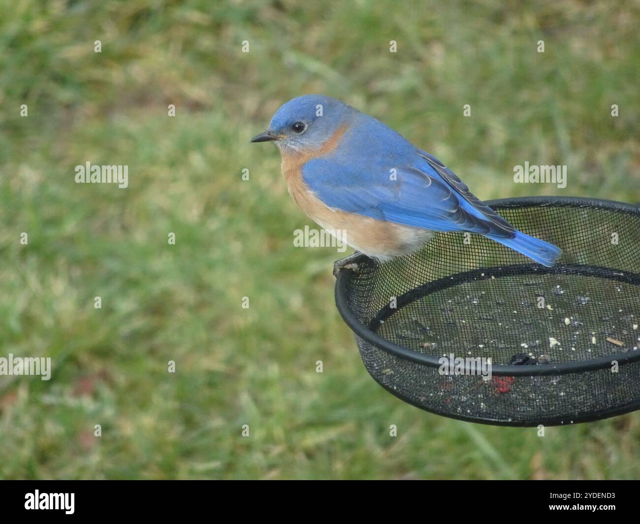 Eastern Bluebird (Sialia sialis Stock Photo - Alamy