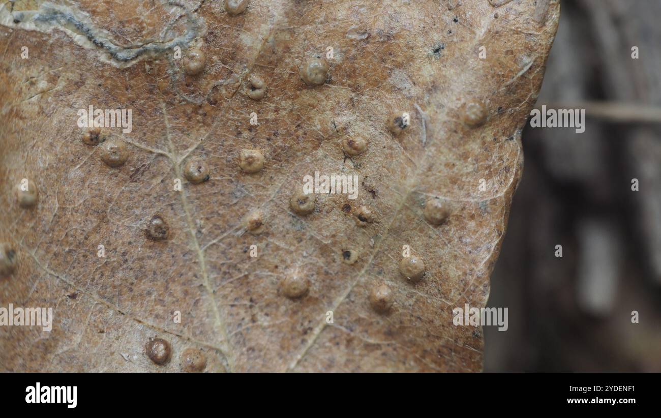 Jumping Gall Wasp (Neuroterus saltarius Stock Photo - Alamy
