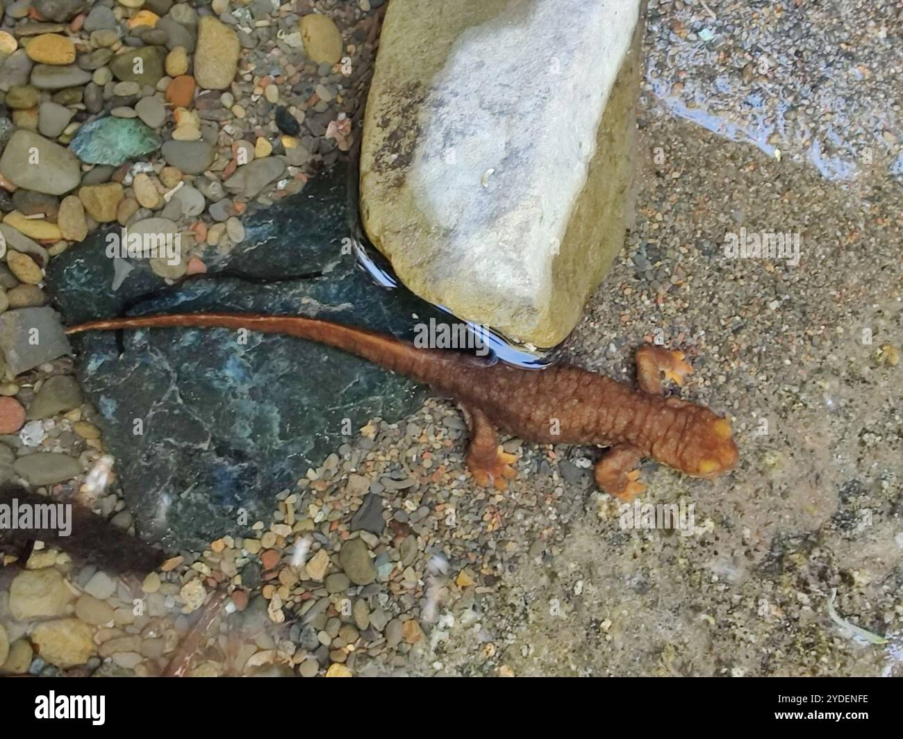 California Newt (Taricha torosa Stock Photo - Alamy