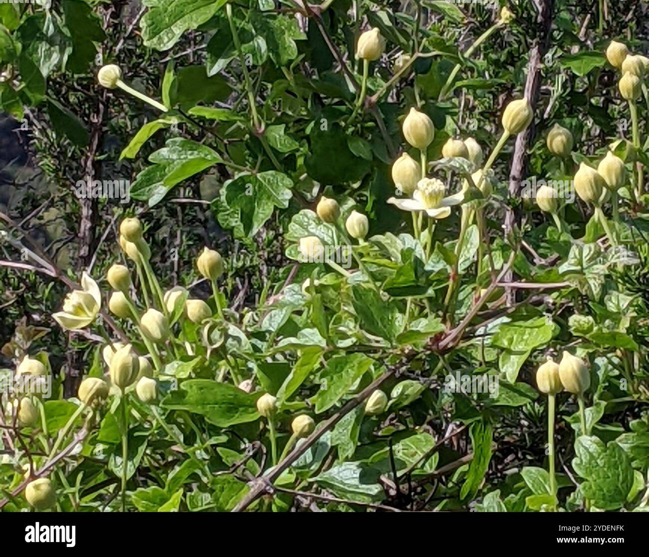 Pipestem Clematis (Clematis lasiantha Stock Photo - Alamy