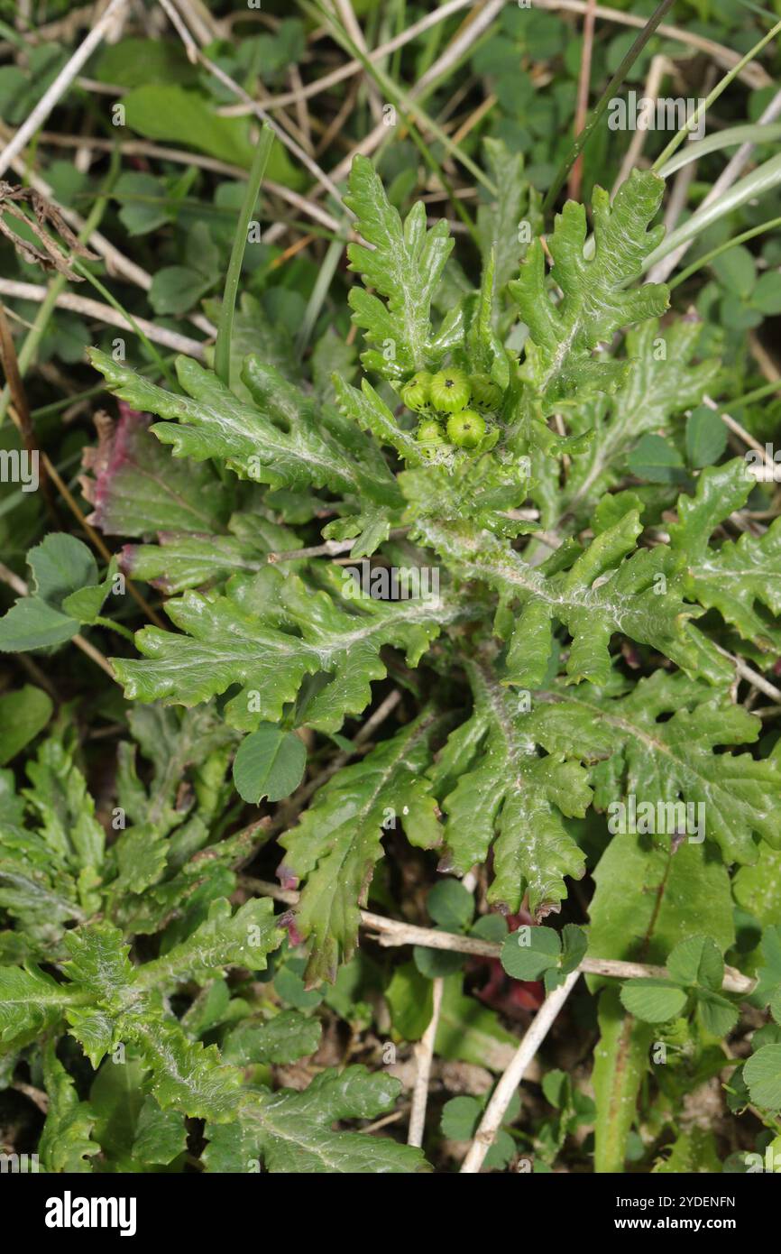 common groundsel (Senecio vulgaris Stock Photo - Alamy