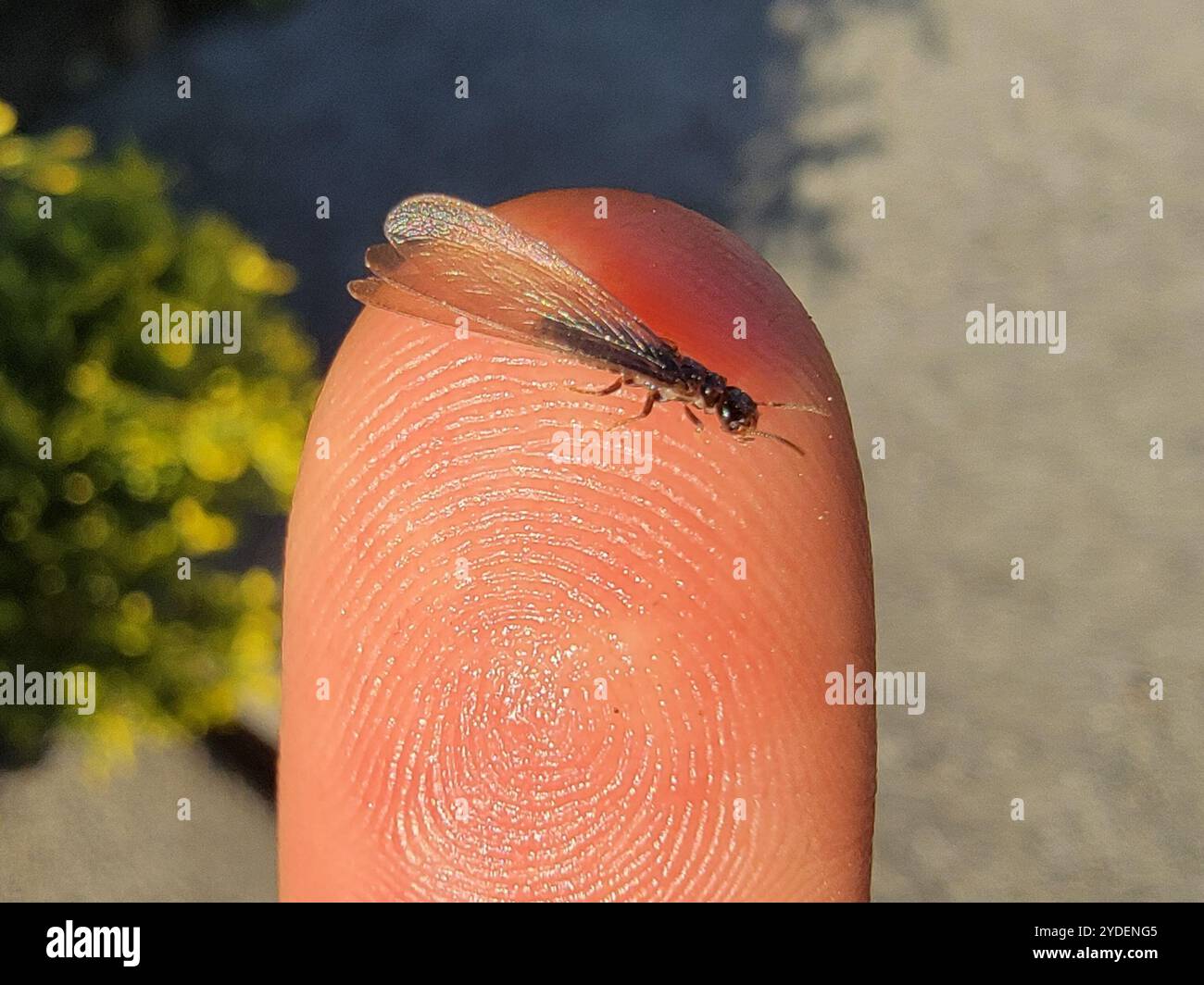 Western Subterranean Termite (Reticulitermes hesperus Stock Photo - Alamy