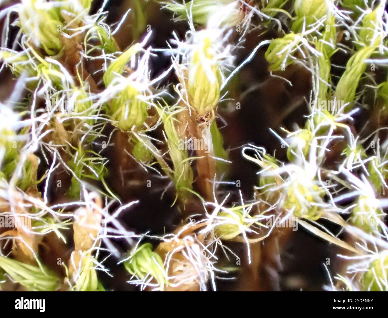 Heath Star-moss (Campylopus introflexus Stock Photo - Alamy