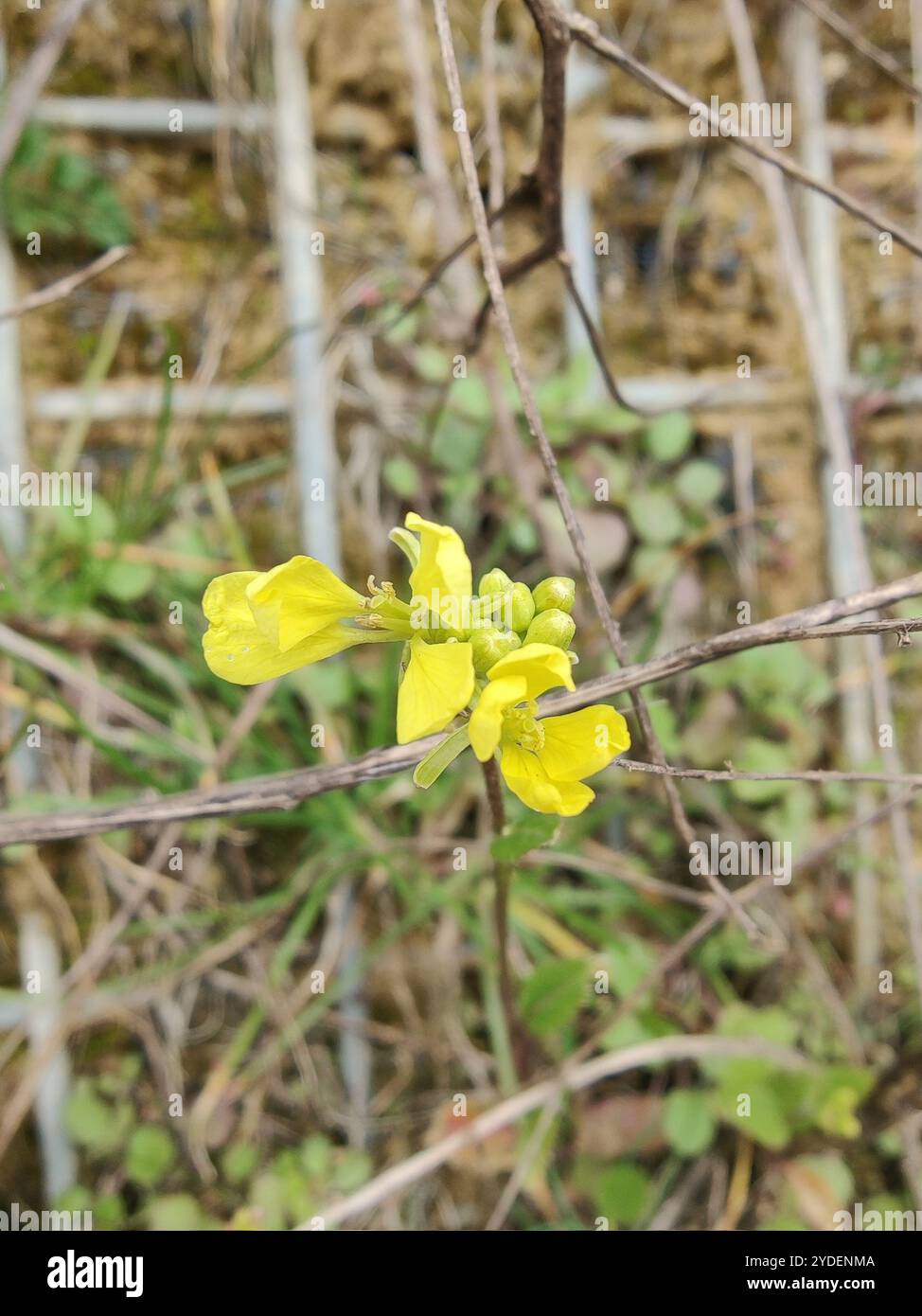 charlock (Mutarda arvensis Stock Photo - Alamy