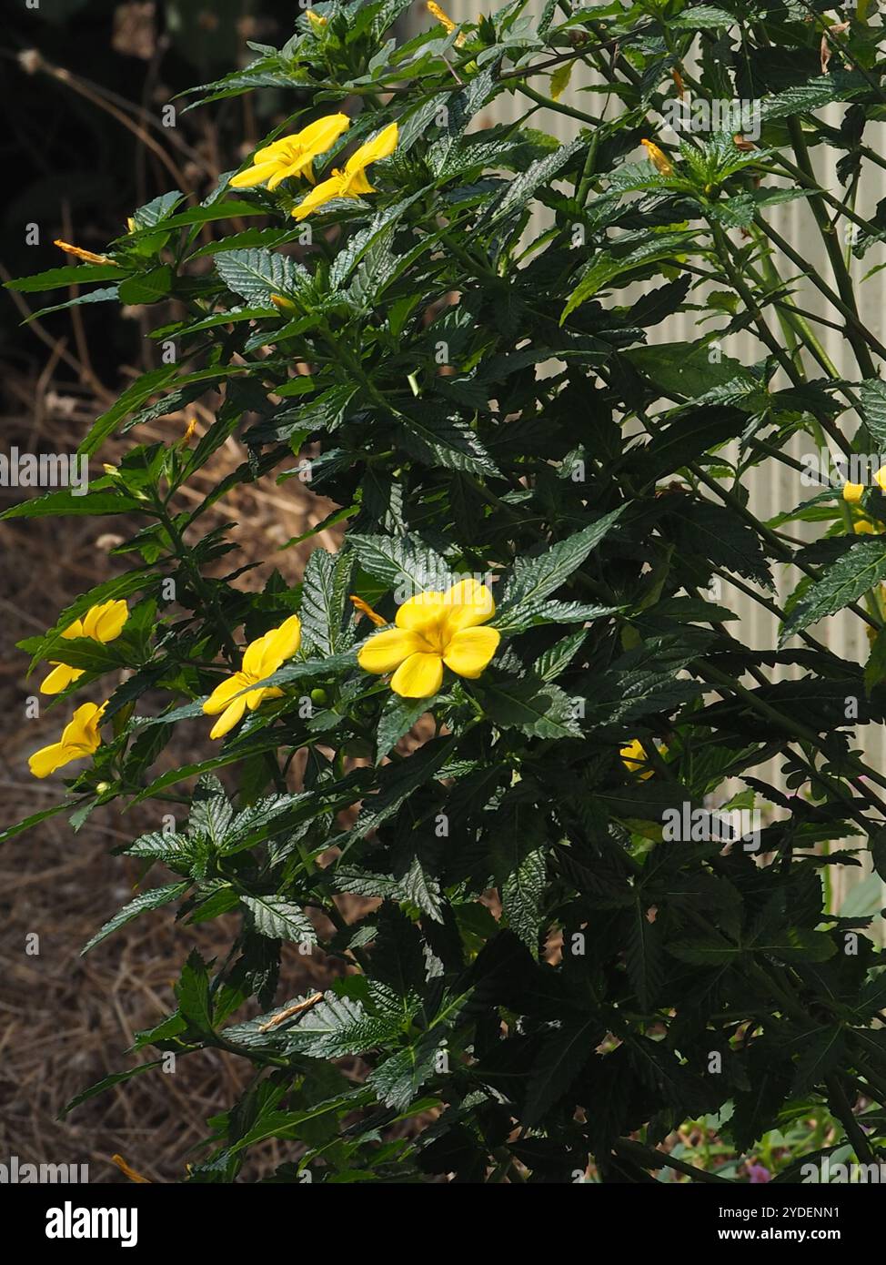 Yellow alder (Turnera ulmifolia Stock Photo - Alamy