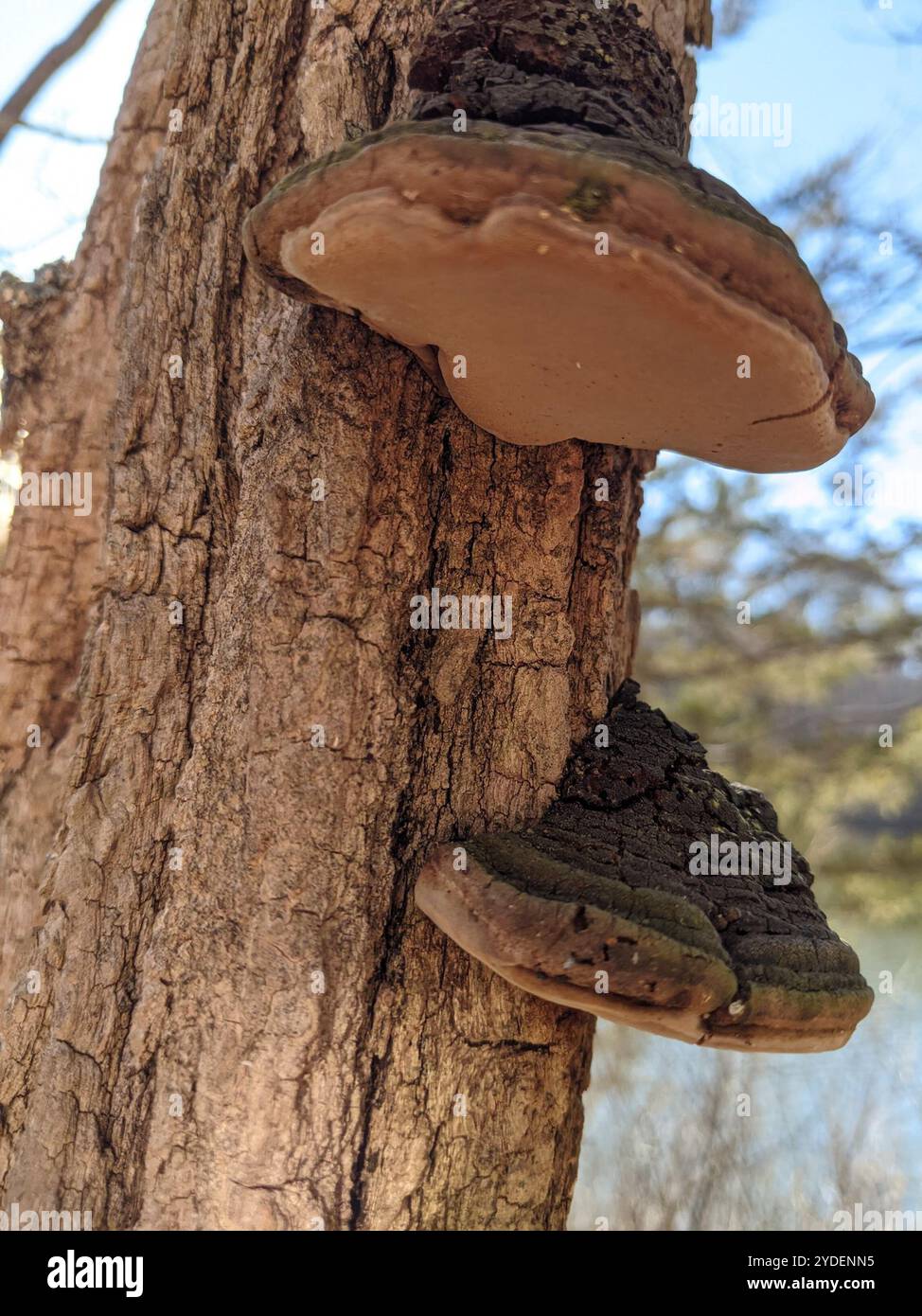 Cracked Cap Polypore (Fulvifomes robiniae Stock Photo - Alamy