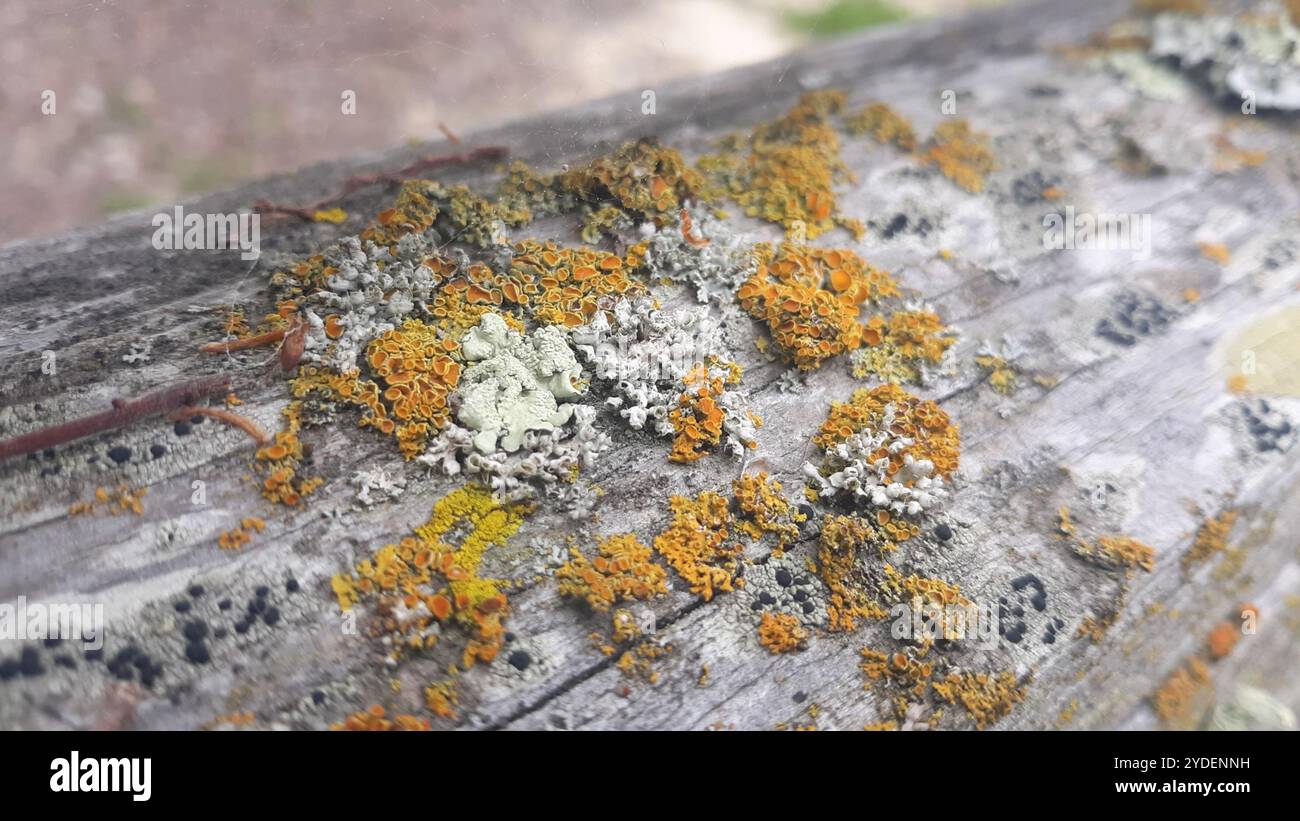 Pin-cushion Sunburst Lichen (Polycauliona polycarpa Stock Photo - Alamy