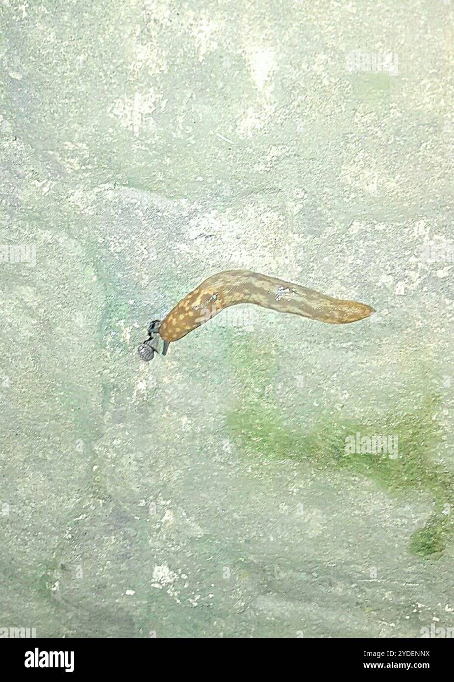 Green Cellar Slug (Limacus maculatus Stock Photo - Alamy