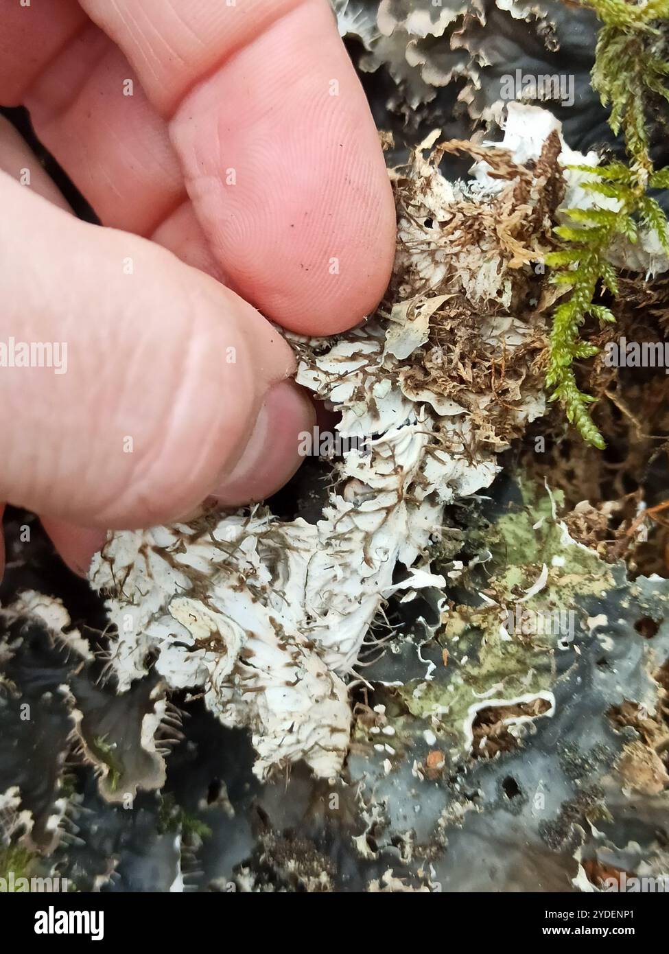 scaly pelt lichen (Peltigera praetextata Stock Photo - Alamy