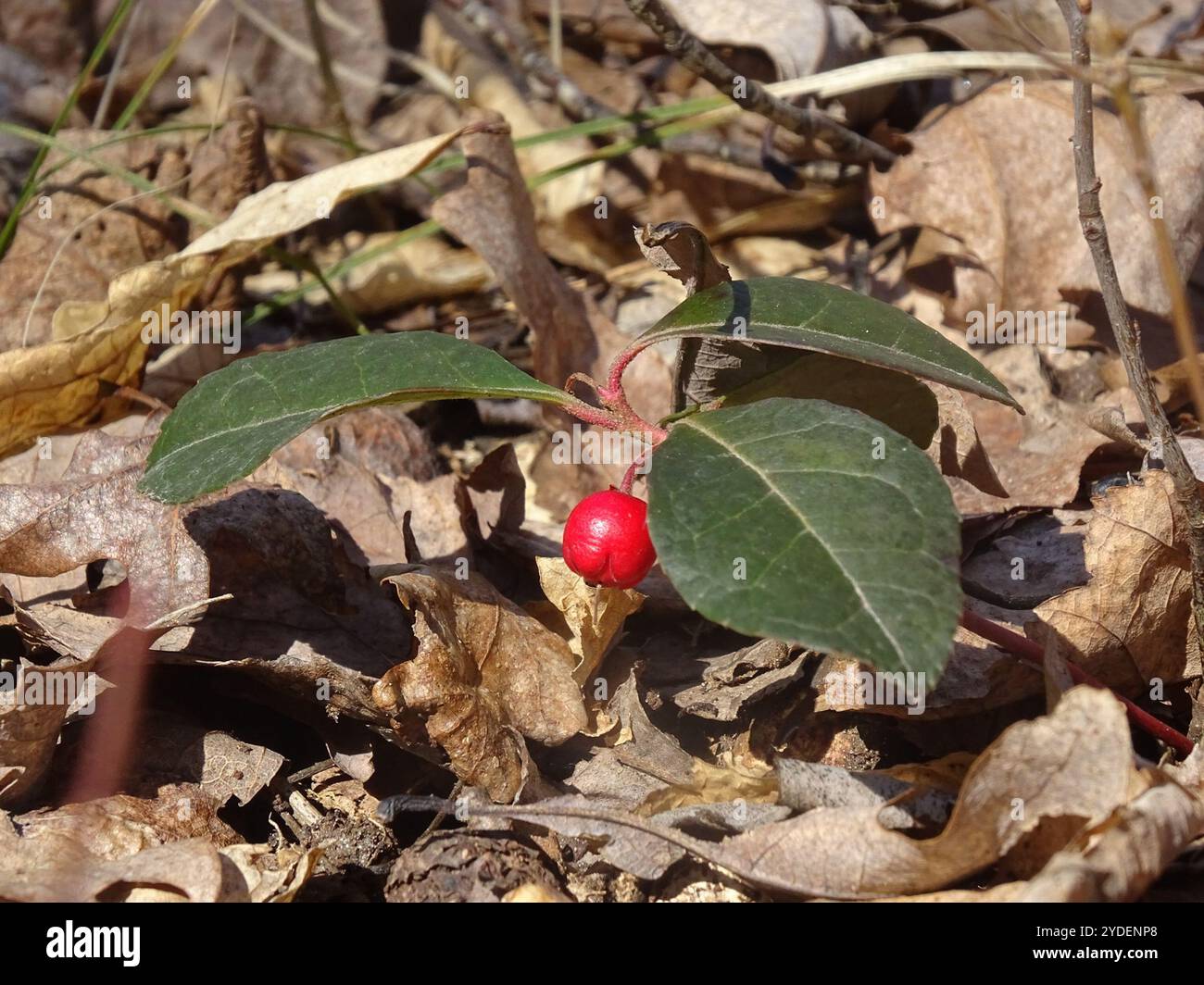 Eastern Teaberry (Gaultheria procumbens Stock Photo - Alamy