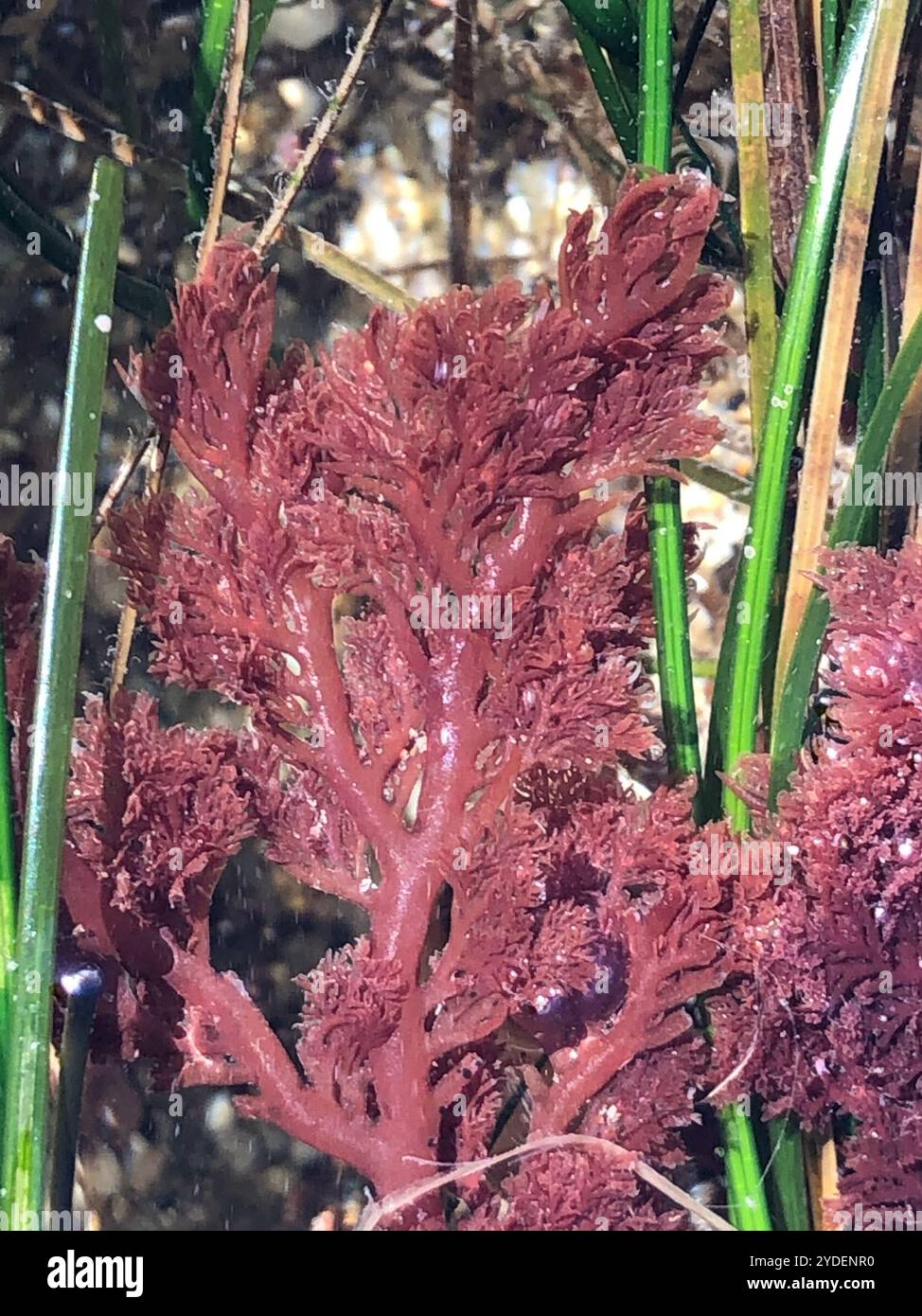 Sea Comb (Plocamium cartilagineum Stock Photo - Alamy