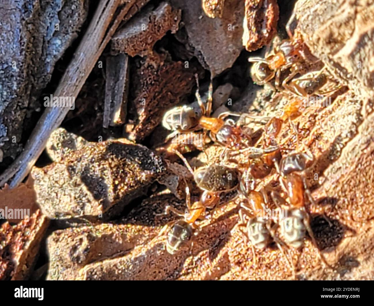 Western Velvety Tree Ant (Liometopum occidentale Stock Photo - Alamy