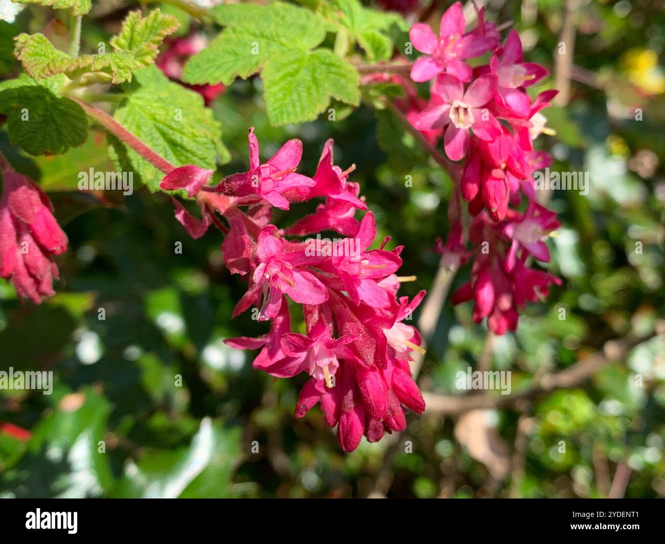Red-flowering Currant (Ribes sanguineum Stock Photo - Alamy