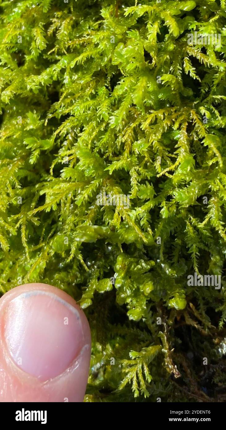 tree-skirt moss (Pseudanomodon attenuatus Stock Photo - Alamy