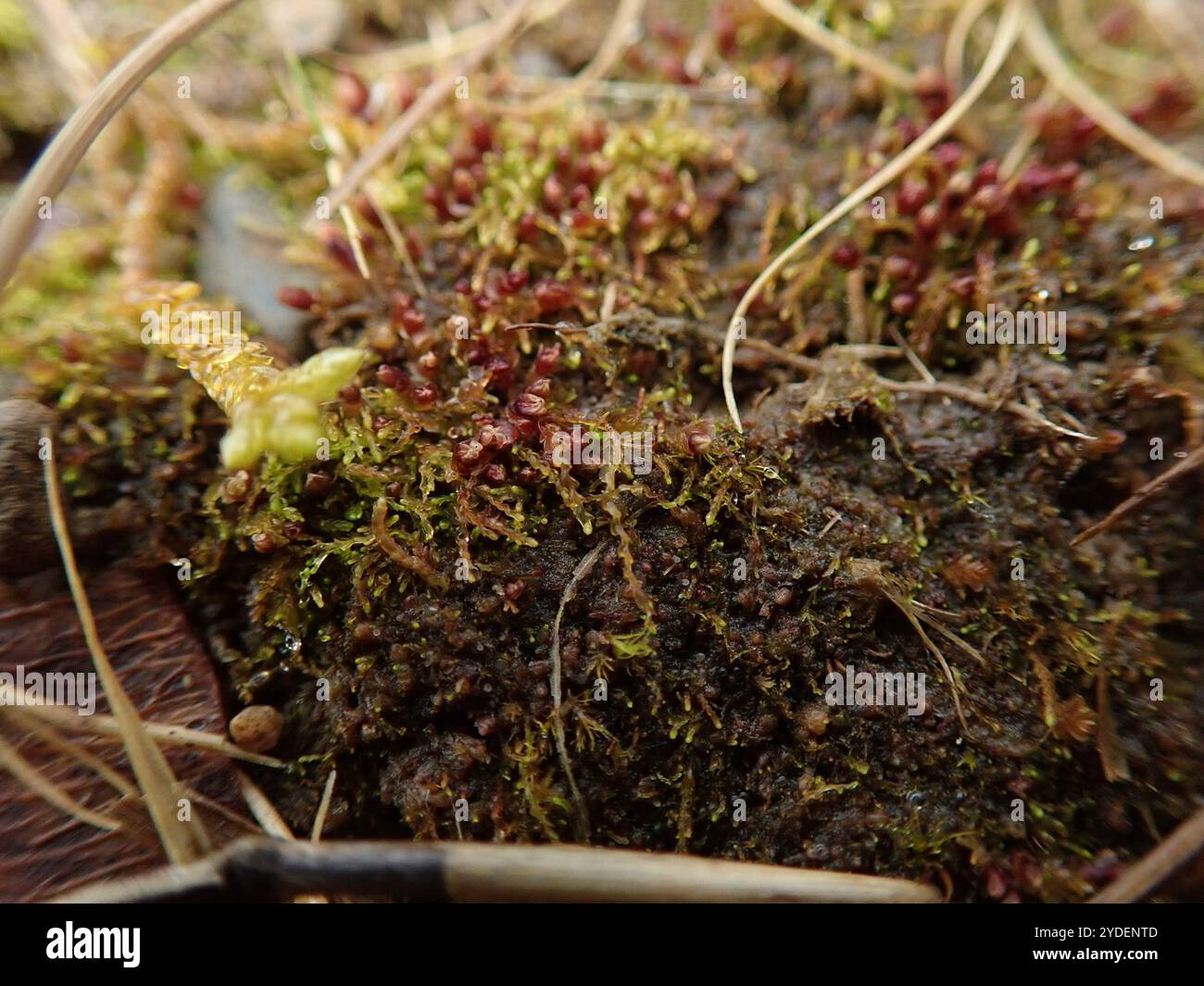 Red Flapwort (Jungermannia rubra Stock Photo - Alamy