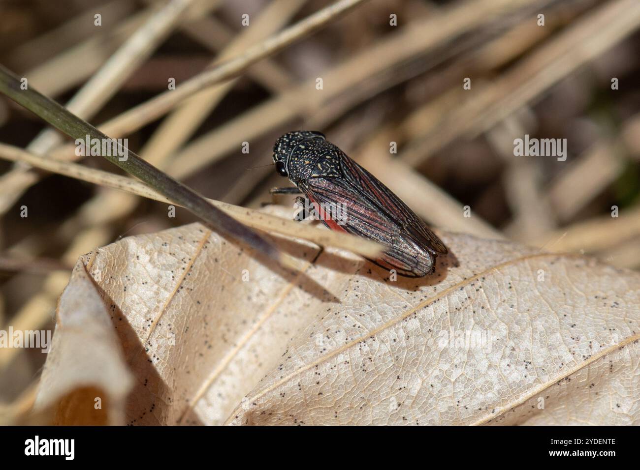 Striped Leafhopper (Cuerna striata Stock Photo - Alamy