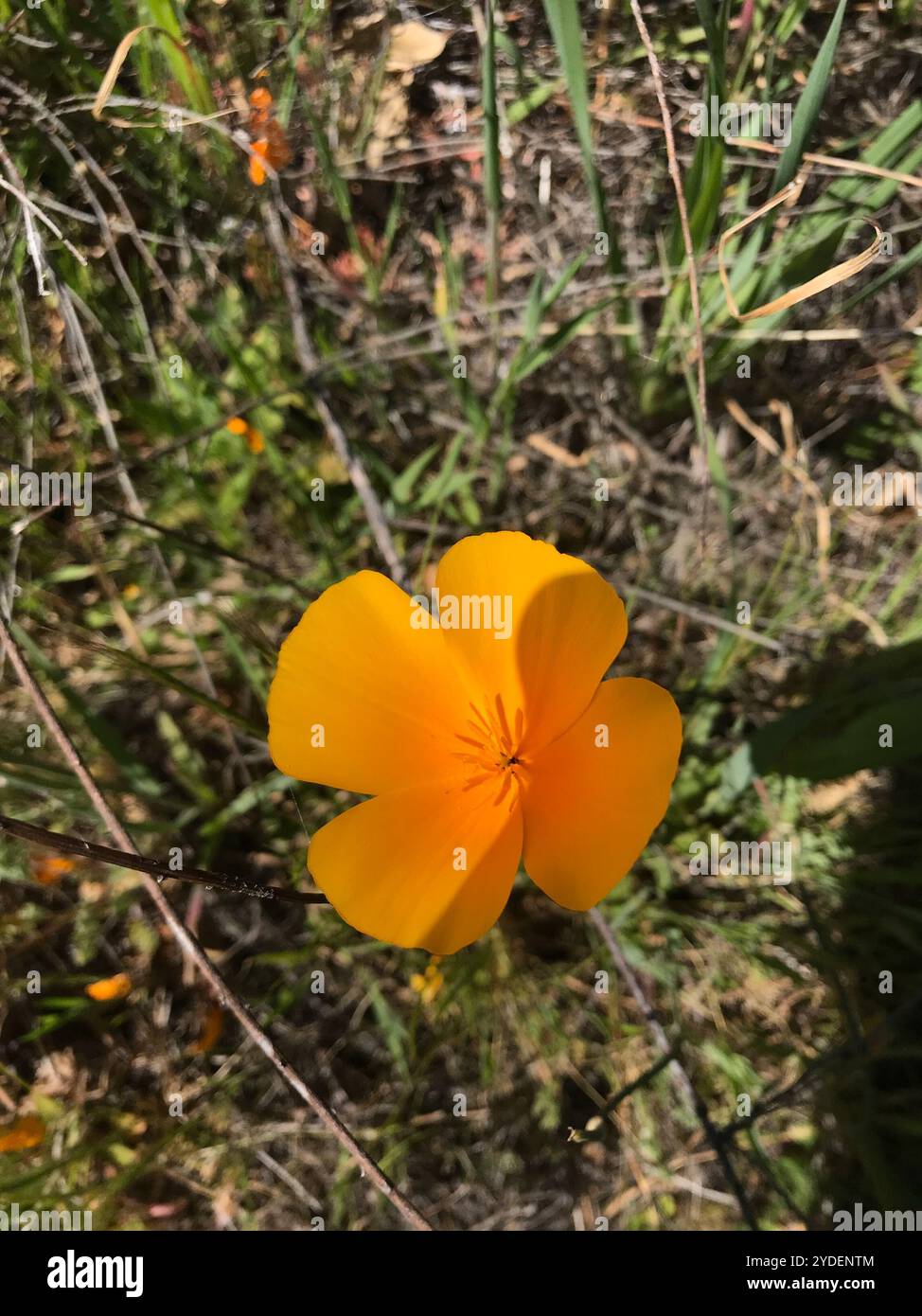 Desert Poppies (Eschscholzia Stock Photo - Alamy