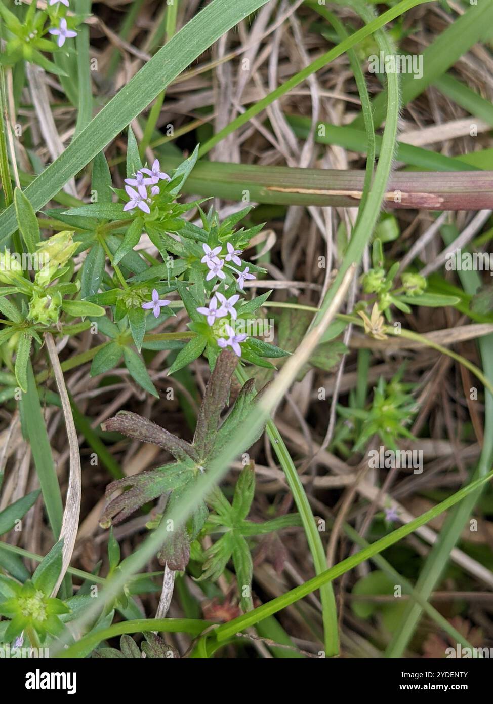 Field madder (Sherardia arvensis Stock Photo - Alamy