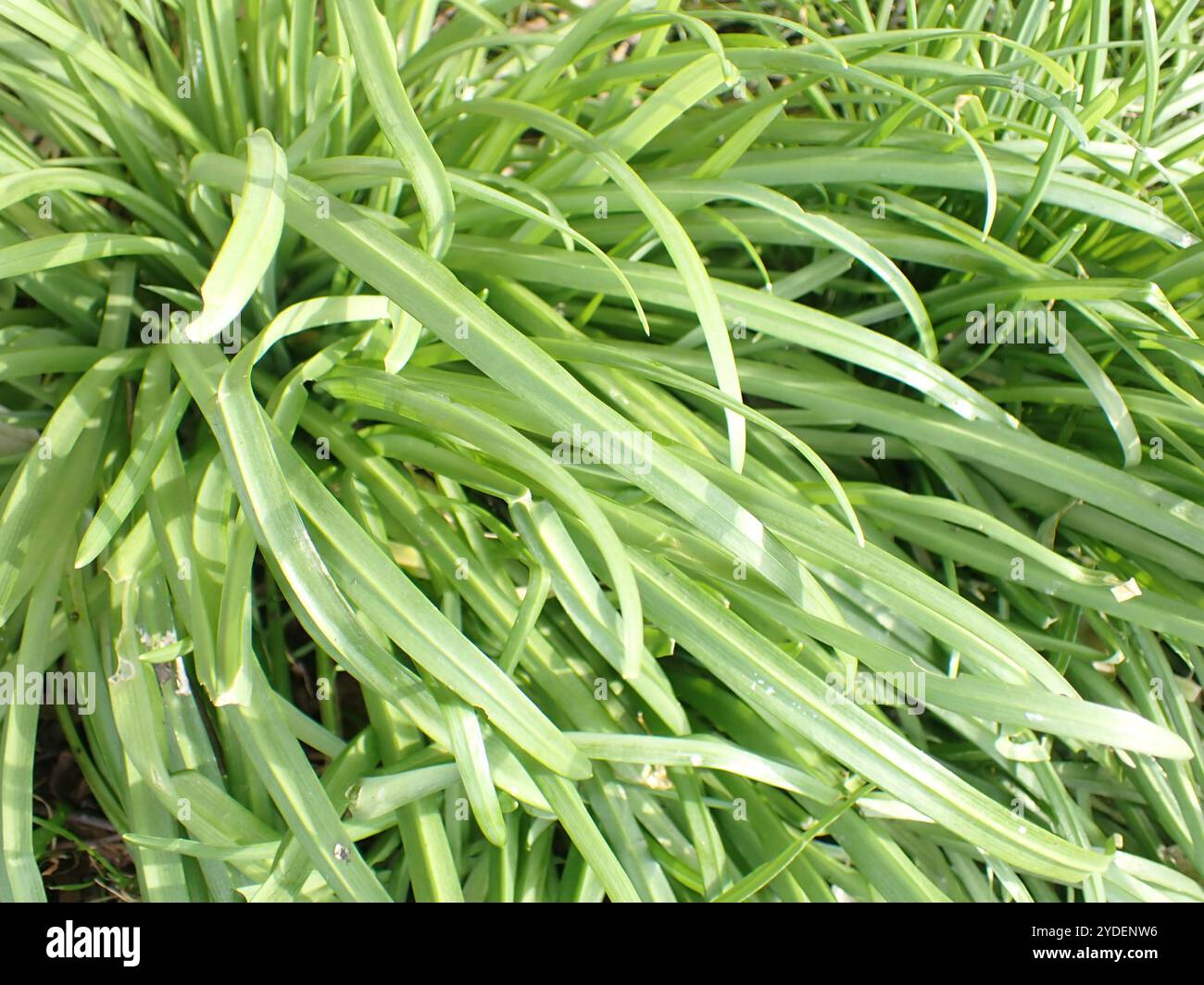 Three-cornered garlic (Allium triquetrum Stock Photo - Alamy