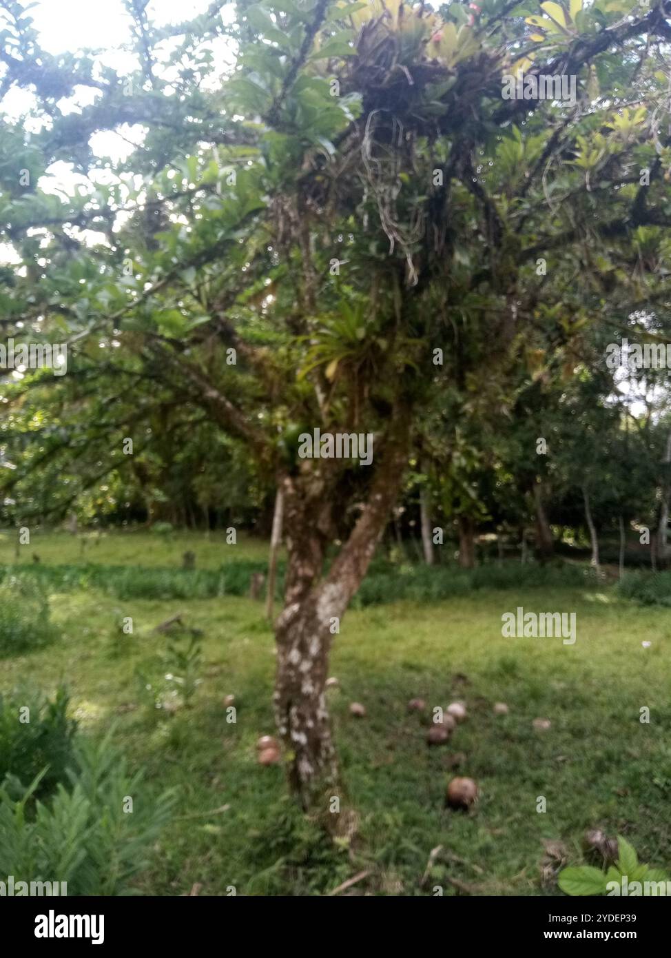 calabash trees (Crescentia Stock Photo - Alamy