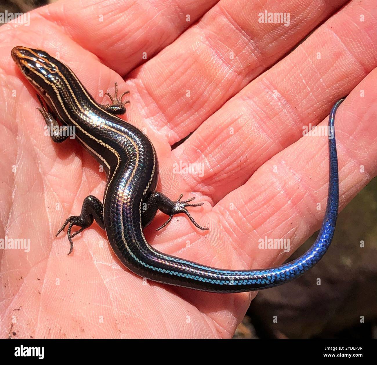 Broad-headed Skink (Plestiodon laticeps Stock Photo - Alamy