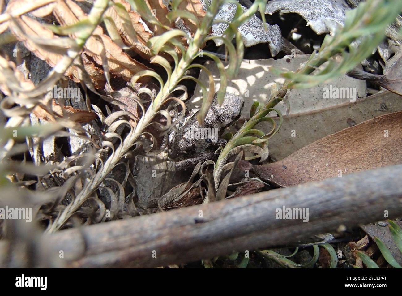 screaming tree frog (Litoria quiritatus Stock Photo - Alamy
