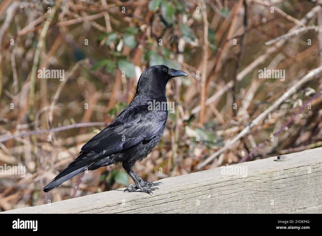 American Crow (Corvus brachyrhynchos Stock Photo - Alamy