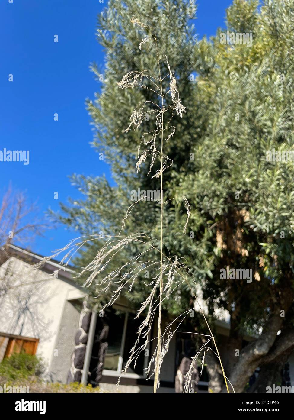 Smilo Grass (Oloptum miliaceum Stock Photo - Alamy