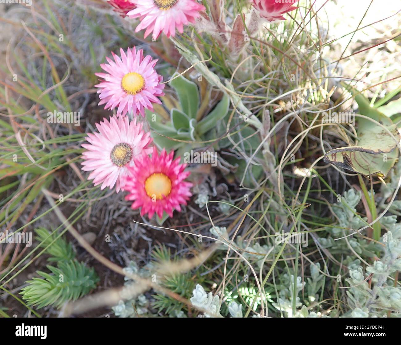 Pink Everlasting (Helichrysum adenocarpum Stock Photo - Alamy