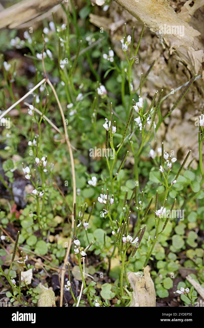 hairy bittercress (Cardamine hirsuta Stock Photo - Alamy
