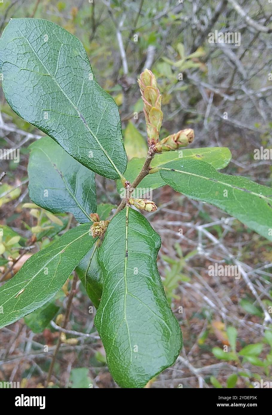 Myrtle Oak (Quercus myrtifolia Stock Photo - Alamy