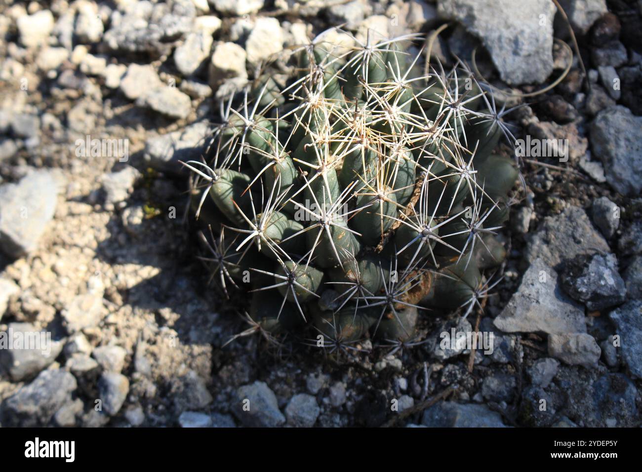 Grooved nipple cactus (Coryphantha sulcata Stock Photo - Alamy