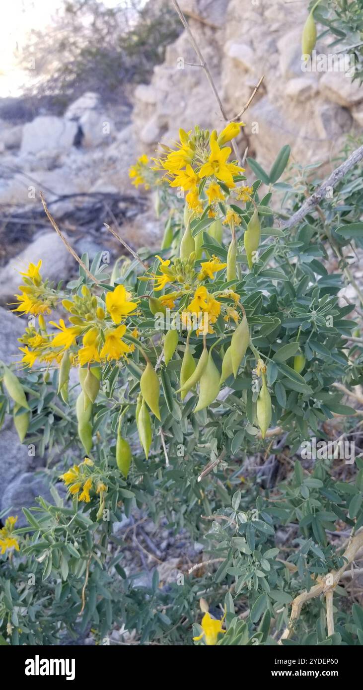 Bladderpod (Cleomella arborea Stock Photo - Alamy