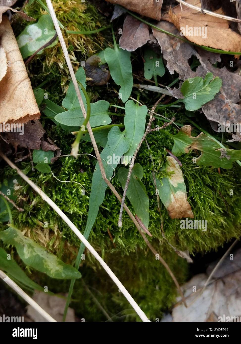 walking fern (Asplenium rhizophyllum Stock Photo - Alamy