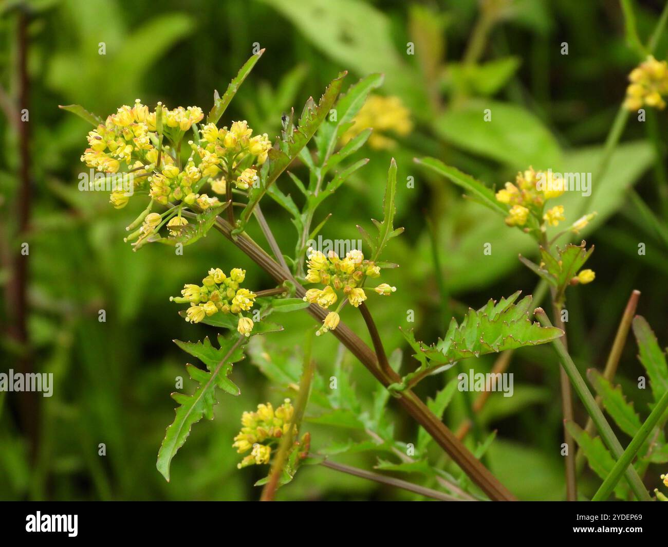 Bog Yellowcress (Rorippa palustris Stock Photo - Alamy