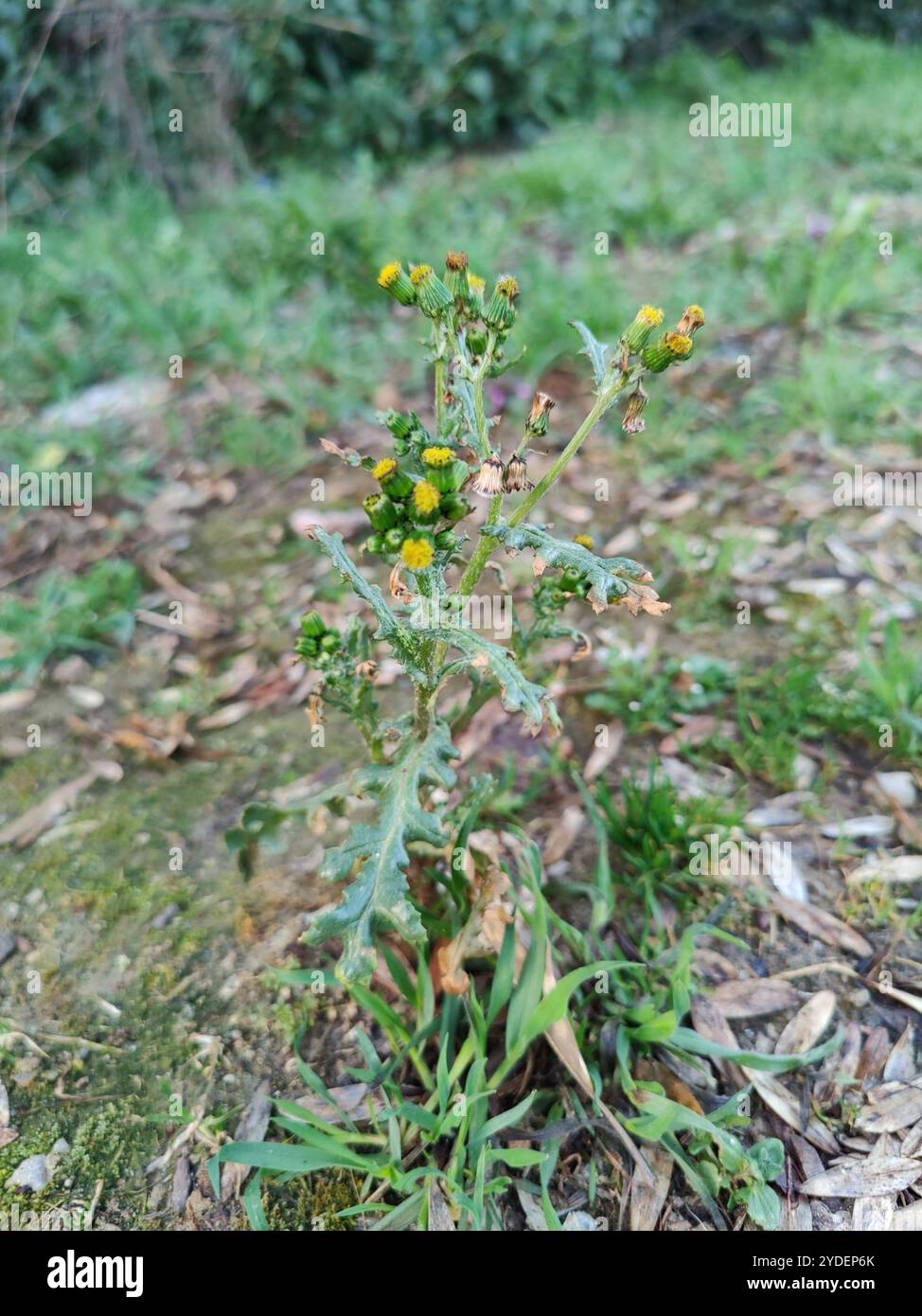 common groundsel (Senecio vulgaris Stock Photo - Alamy
