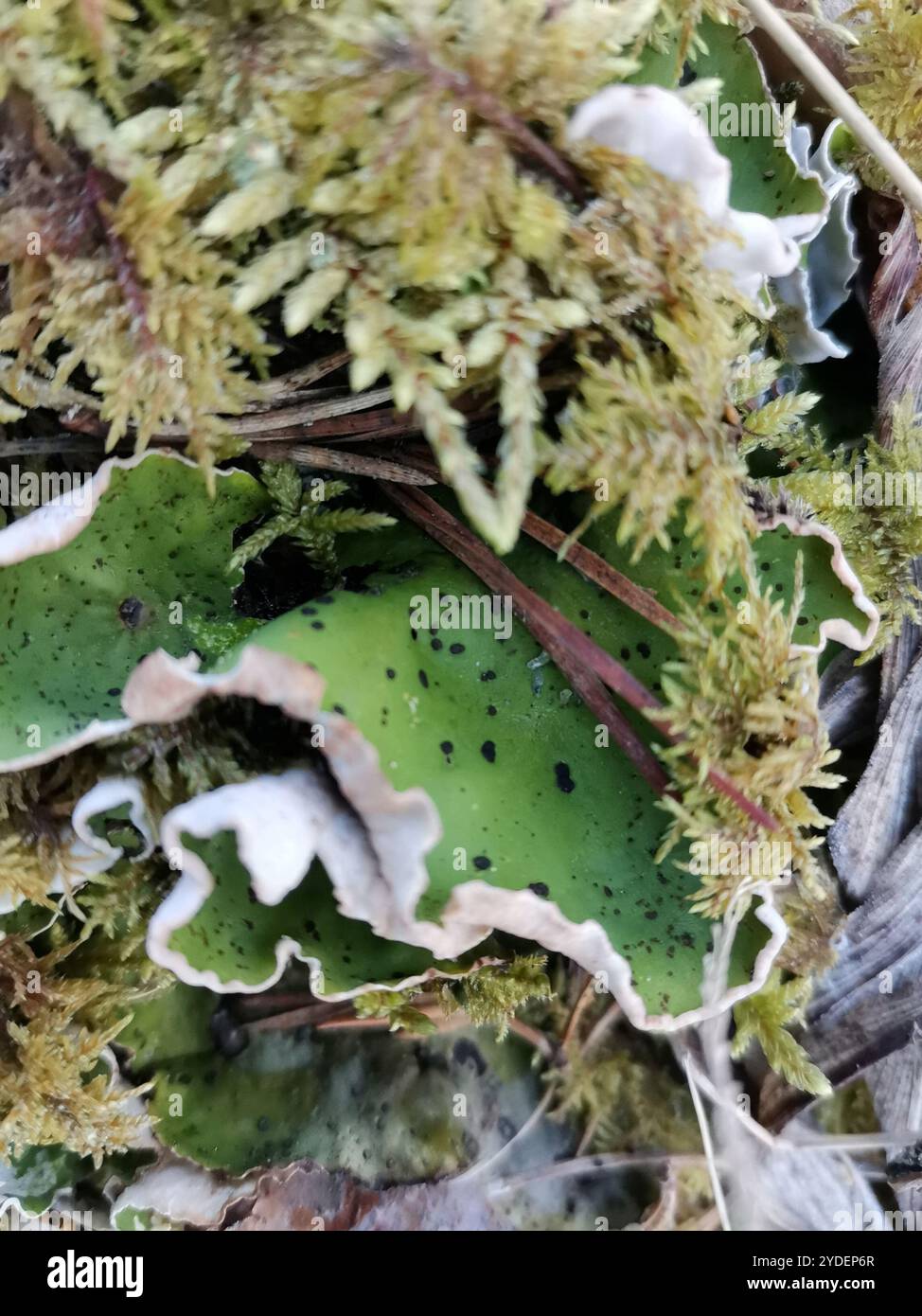 freckled pelt lichen (Peltigera aphthosa Stock Photo - Alamy
