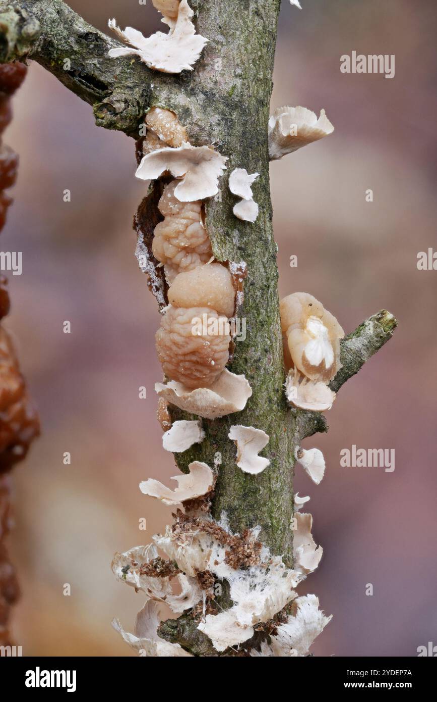 Cerebriformis hi-res stock photography and images - Alamy