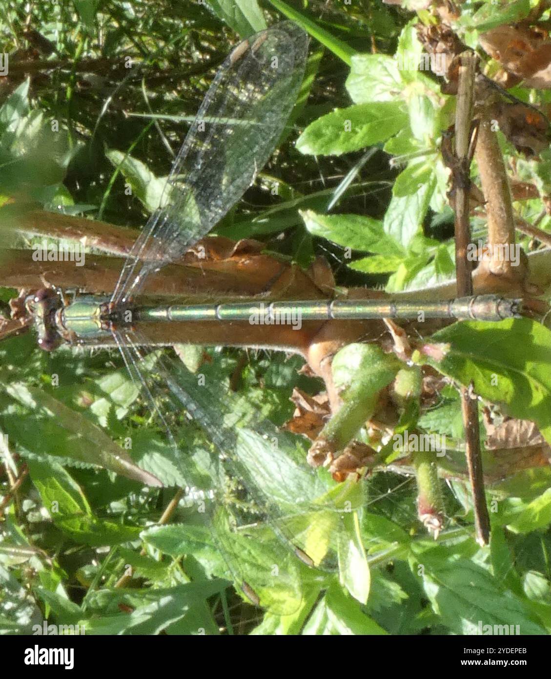Western Willow Spreadwing (Chalcolestes viridis Stock Photo - Alamy