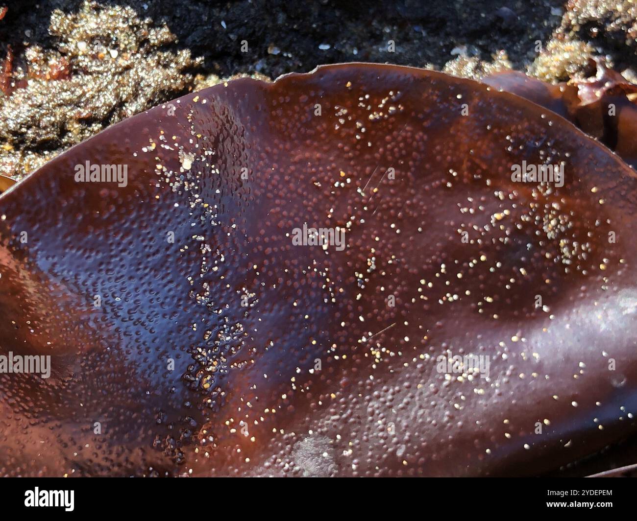 Iridescent algae hi-res stock photography and images - Alamy